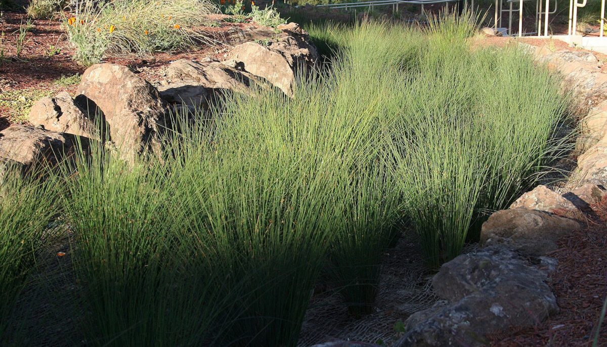 Bioswale Stormwater Management | Naturescape Rainscaping