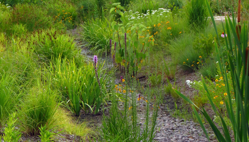 Bioswale Stormwater Management | Naturescape Rainscaping