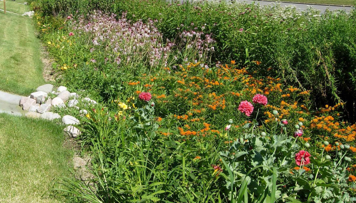 Bioswale Stormwater Management | Naturescape Rainscaping