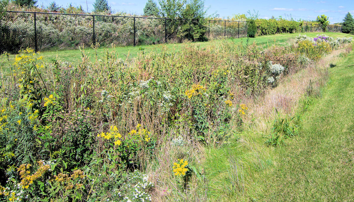 Bioswale Stormwater Management | Naturescape Rainscaping