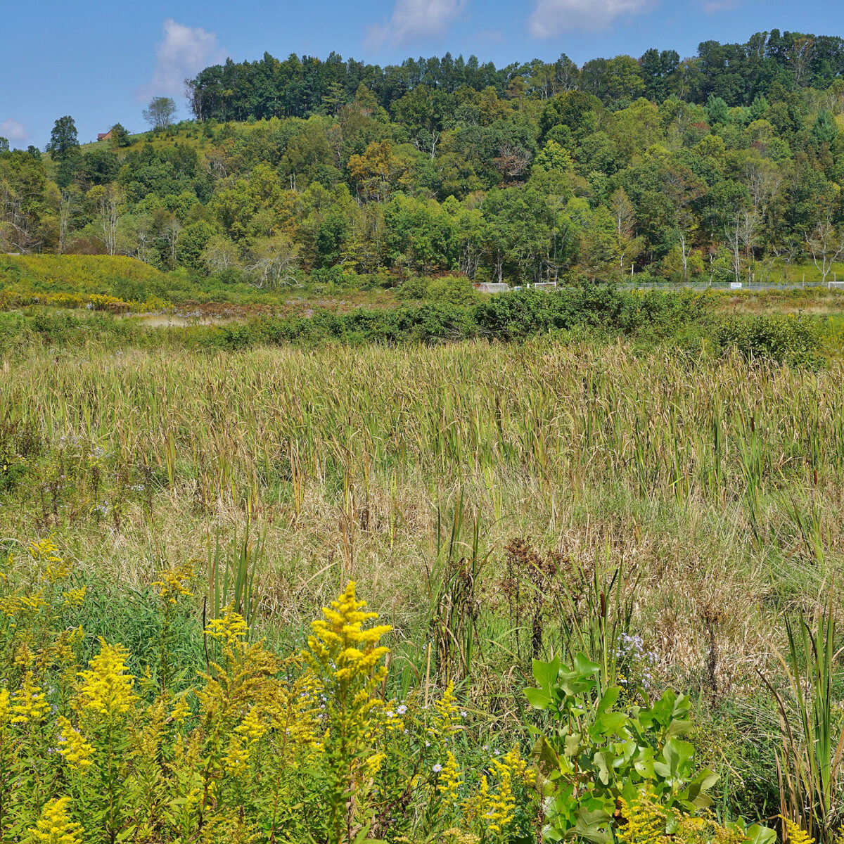 Constructed Stormwater Wetland | Benefits Property Ower & Wildlife