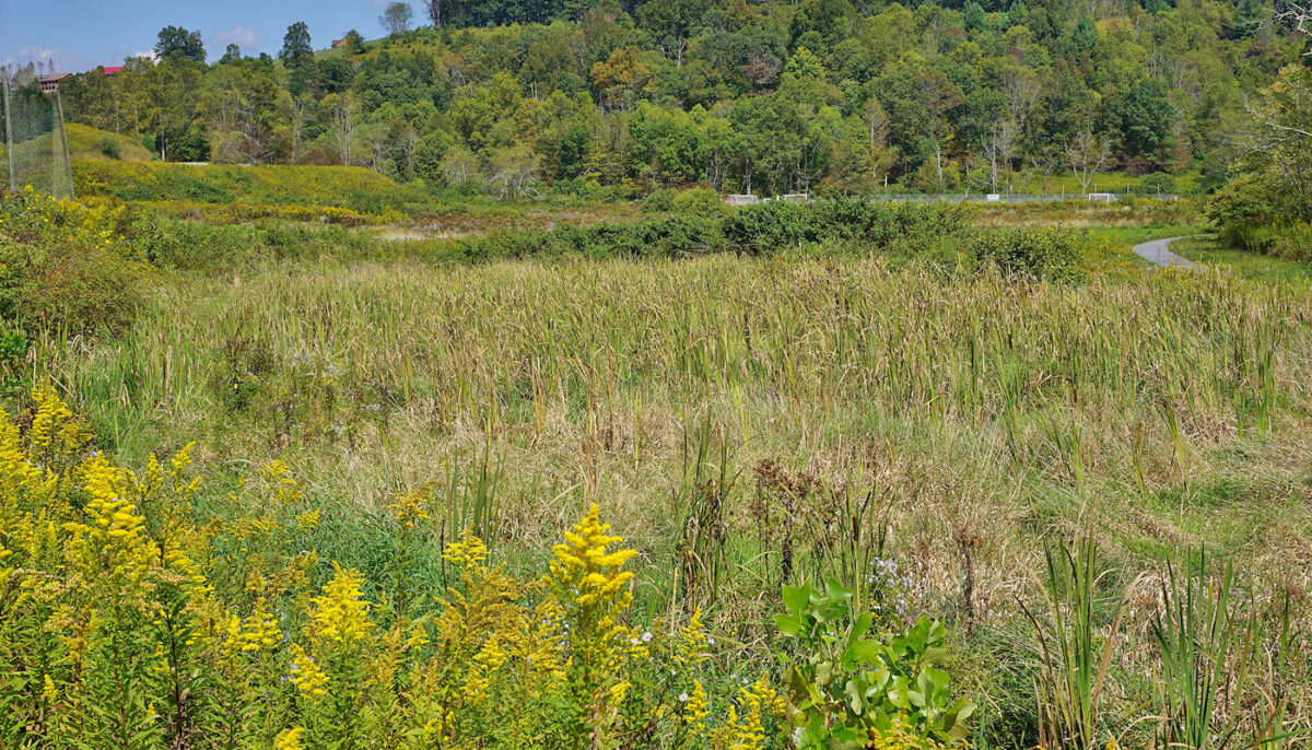 Constructed Stormwater Wetland | Benefits Property Ower & Wildlife