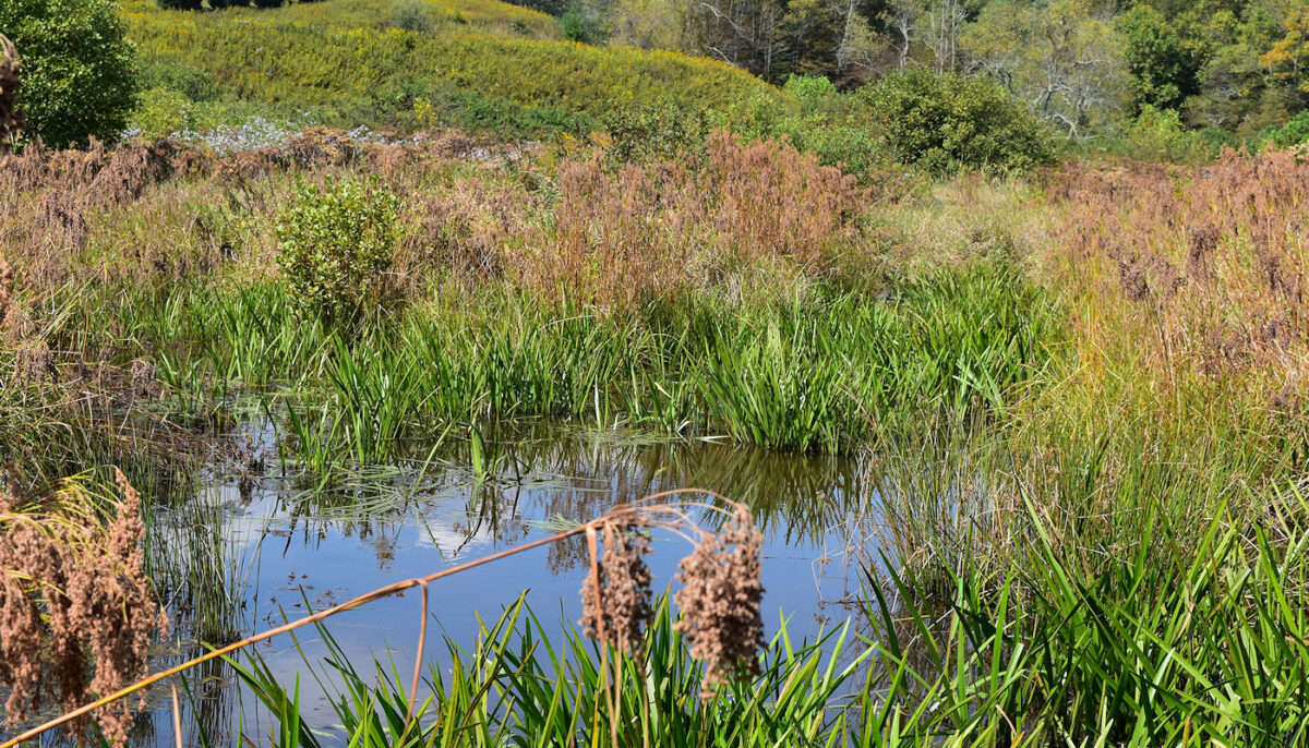 Constructed Stormwater Wetland | Benefits Property Ower & Wildlife